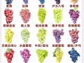 中国十大最新葡萄品种有哪些_哪个品种最甜
