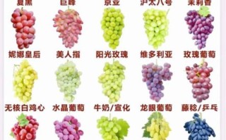 中国十大最新葡萄品种有哪些_哪个品种最甜