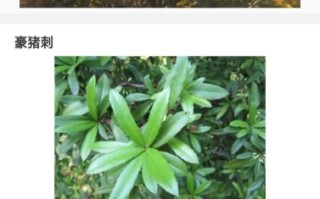 豪猪刺有毒吗_豪猪刺泡酒功效