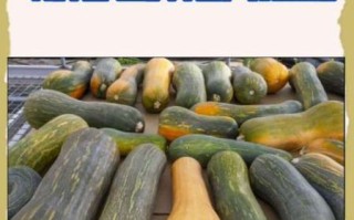 倭瓜是什么意思_倭瓜和南瓜的区别