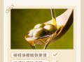 橄榄油能直接涂脸吗_橄榄油护肤的正确方法