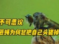 苍蝇头掉了还能活多久_苍蝇头掉了还能装回去吗