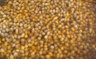 黄酱和大酱的区别_哪个更适合炖肉