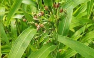 薏米长什么样_薏米图片特征