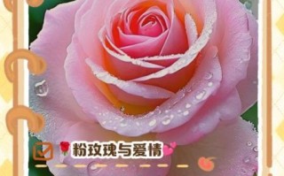 粉玫瑰花语是什么_粉玫瑰送几朵合适