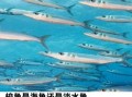 梭子鱼是海鱼还是河鱼_梭子鱼生活在海水还是淡水