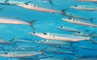 梭子鱼是海鱼还是河鱼_梭子鱼生活在海水还是淡水