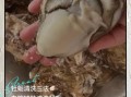 生蚝怎么清洗干净_生蚝清洗步骤