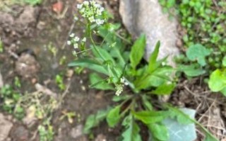 荠菜花别名有哪些_荠菜花别名叫什么