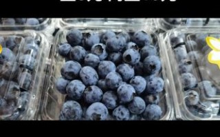 蓝莓为什么按盒卖_蓝莓一盒一盒卖的好处