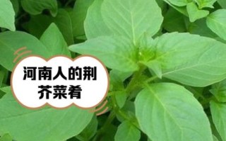 荆芥为什么只有河南人吃_河南人为什么爱吃荆芥