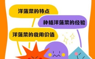 洋菠菜的功效与作用_洋菠菜怎么吃最营养