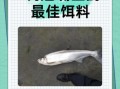 翘嘴鱼刺多吗_适合宝宝吃吗