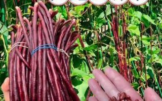 豇豆怎么读_豇豆读音是什么