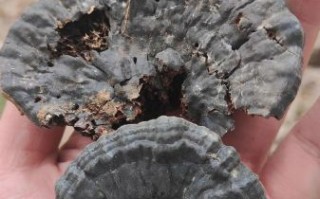 野生何首乌多少钱一斤_如何辨别真假野生何首乌