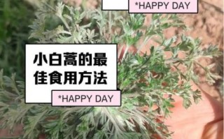 蓬蒿怎么读_蓬蒿的功效与作用