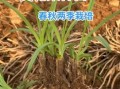 黄花菜长什么样_黄花菜植物图片怎么识别
