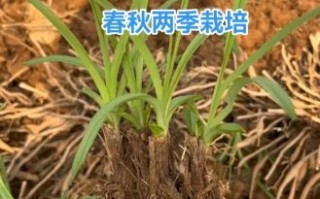 黄花菜长什么样_黄花菜植物图片怎么识别