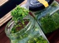韭花酱腌制扁豆怎么做_扁豆用韭花酱腌多久能入味