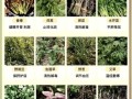 苦苦菜的功效与作用及食用方法_苦苦菜怎么吃最好
