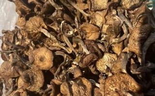 野生榛蘑菇怎么挑选_野生榛蘑菇价格多少钱一斤