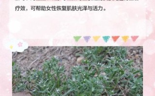 紫草的功效与作用_紫草怎么吃最好