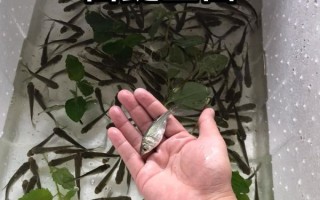 鲢鱼苗批发价格_一尾多少钱