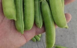 豌豆荚怎么下载安装_豌豆荚安全吗