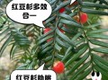 红豆杉抗癌效果怎么样_红豆杉怎么吃抗癌