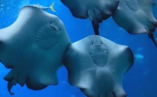 鳐鱼视频怎么拍_鳐鱼视频拍摄技巧