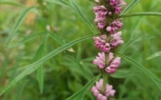 益母草长什么样_路边野生益母草能吃吗