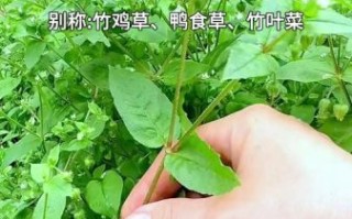 鹅肠草长什么样_鹅肠草的功效与作用