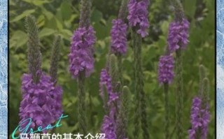 马鞭草的功效与作用_马鞭草泡水喝有什么禁忌