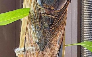 知了什么时候叫_知了为什么晚上不叫