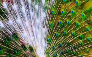 孔雀开屏视频播放_如何拍摄高清孔雀开屏