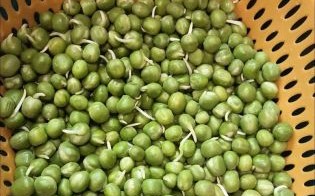 甜豆发芽了还能吃吗_甜豆发芽有毒吗
