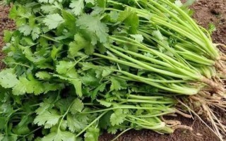 香菜图片大全_香菜长什么样