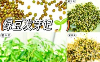 绿豆芽发芽长出绿叶子可以吃吗_绿豆芽变绿了还能吃吗