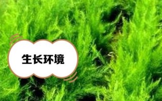 野生龙须菜怎么分辨_野生龙须菜生长周期多久