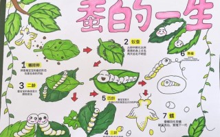 蚕宝宝生长顺序图片_蚕宝宝几天结茧
