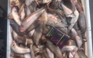 正宗龙利鱼多少钱一斤_龙利鱼价格为什么差异大