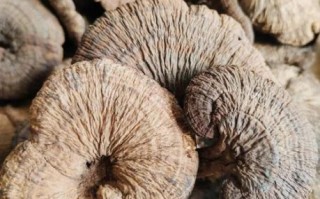 血灵芝图片真假鉴别_血灵芝功效与作用