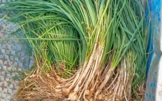 沙葱图片_沙葱长什么样