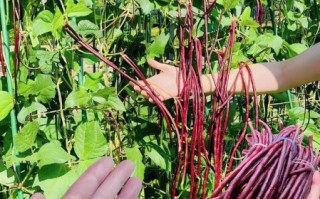 红豇豆图片怎么拍_红豇豆和红豆的区别