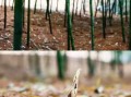 雷竹笋种植新技术_如何提高产量