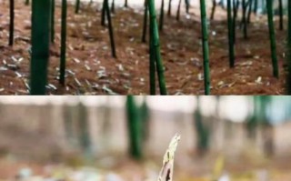 雷竹笋种植新技术_如何提高产量