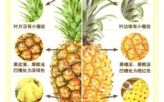菠萝和凤梨有什么区别_怎么区分