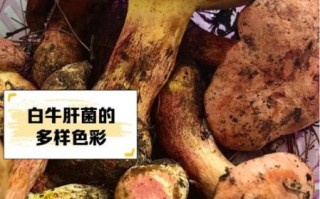 牛肝菌的功效与禁忌_什么人不能吃牛肝菌