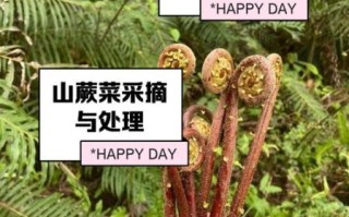 山野菜有哪些_山野菜怎么辨认