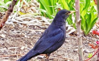 乌鸫鸟值钱不_乌鸫鸟价格行情